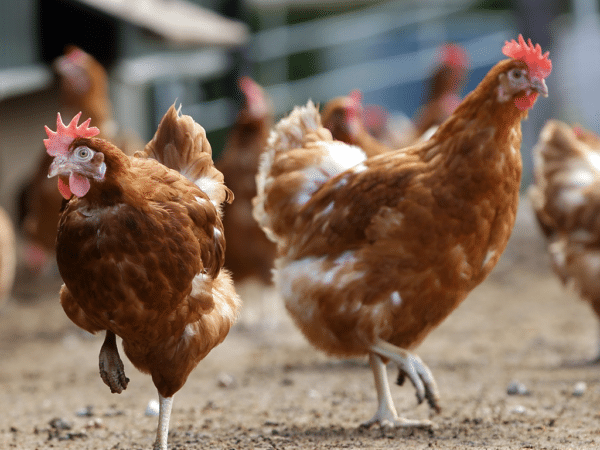 Extending the Life of a Layer - Poultry Pharm