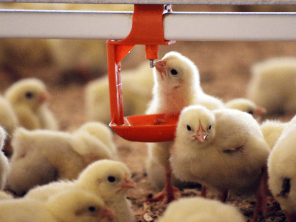 Managing the Broiler Gut Microbiome - Poultry Pharm