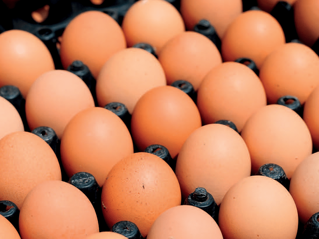 Understanding the Shell - Poultry Pharm